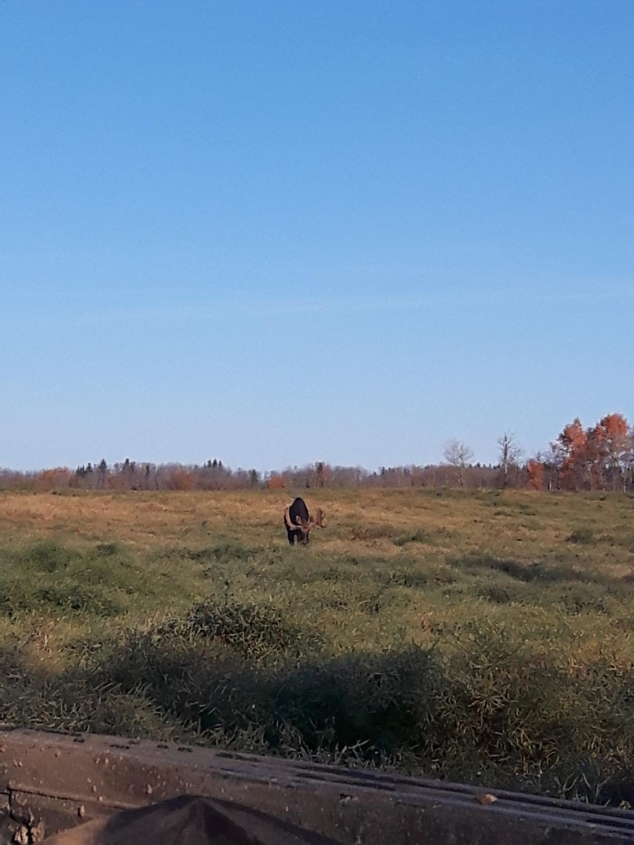 Alberta Moose Hunts | Guided Moose Hunts Canada