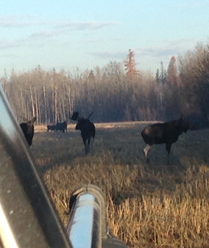 Alberta Moose Hunts | Guided Moose Hunts Canada