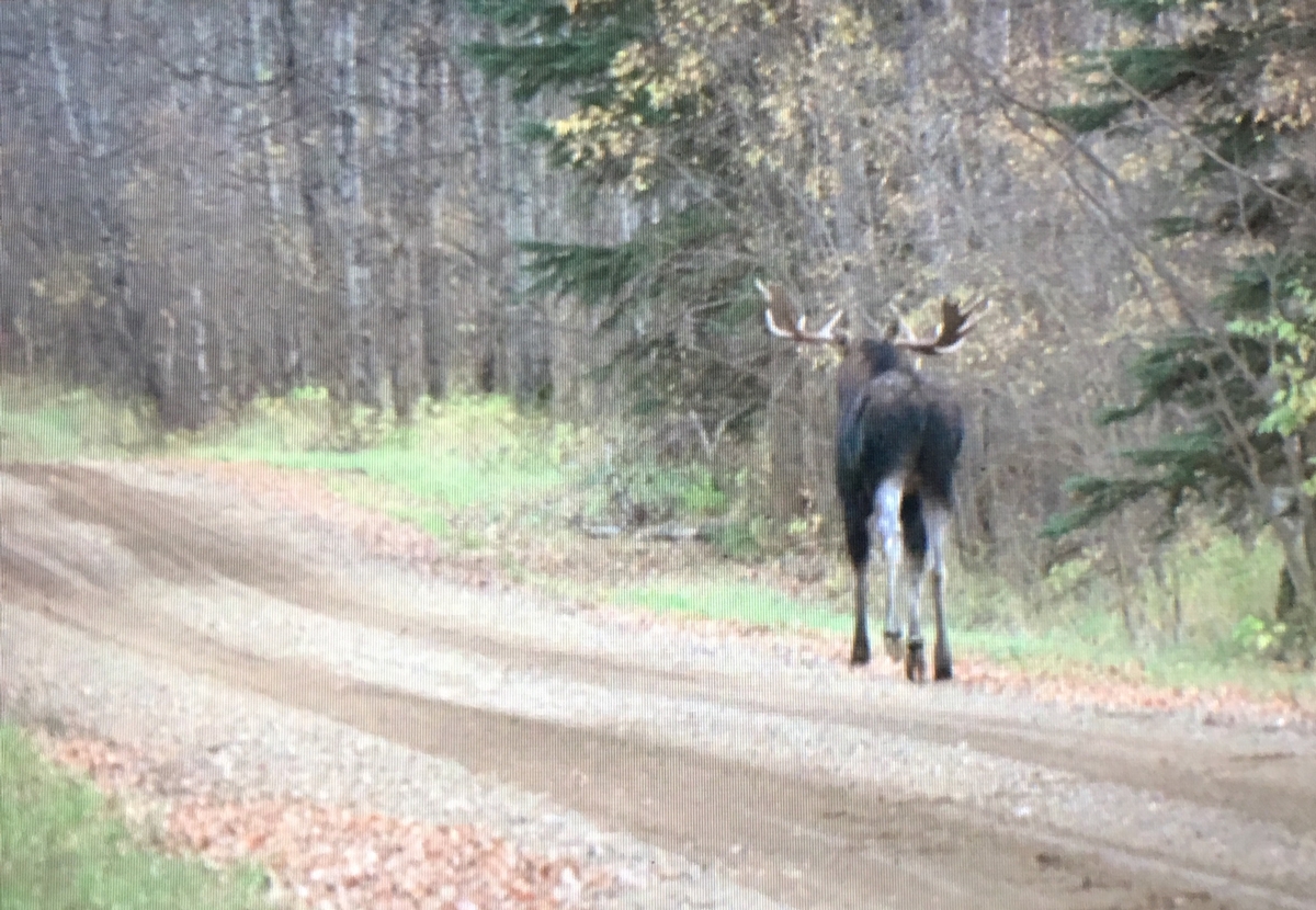 Alberta Moose Hunts | Guided Moose Hunts Canada