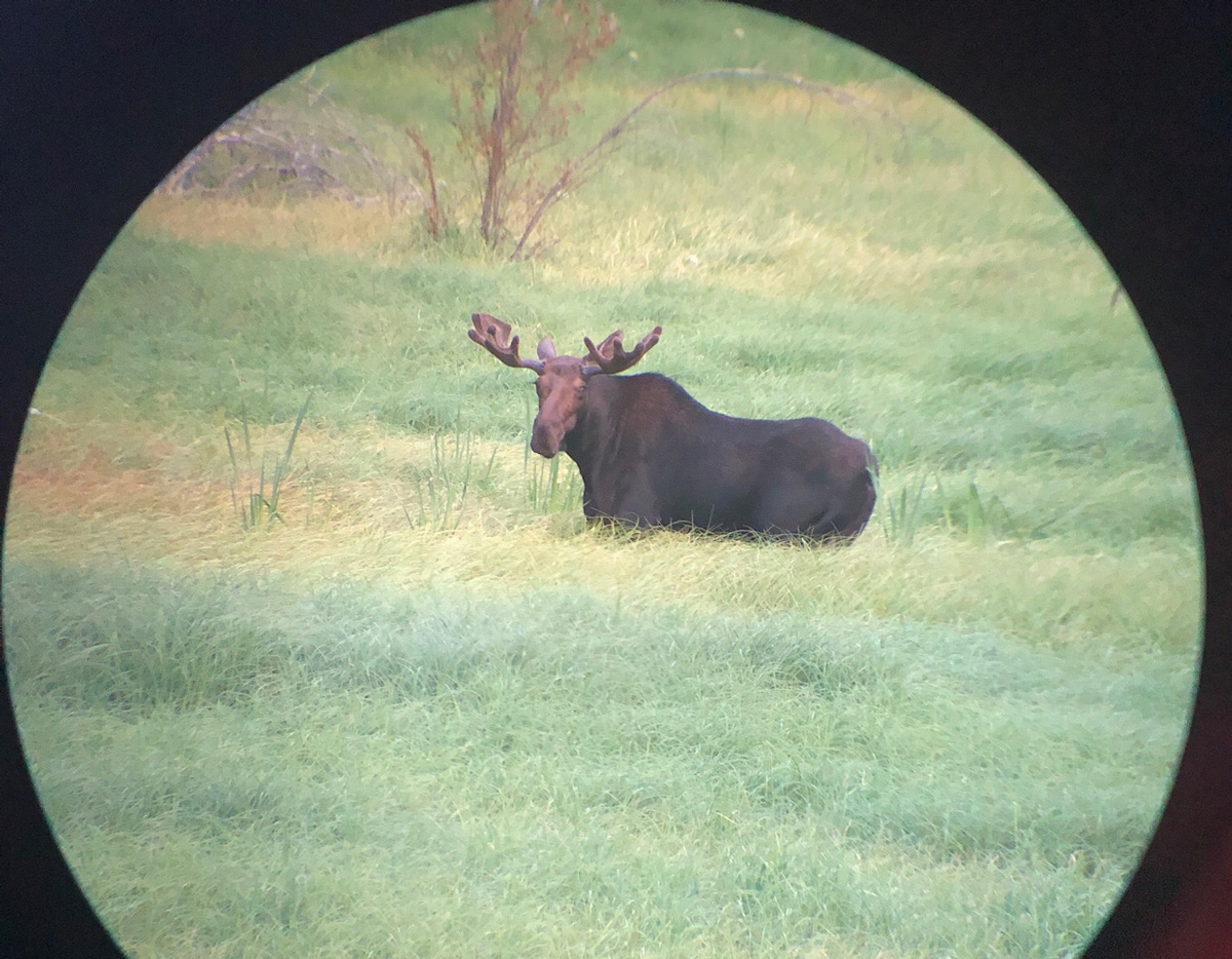 Alberta Moose Hunts | Guided Moose Hunts Canada