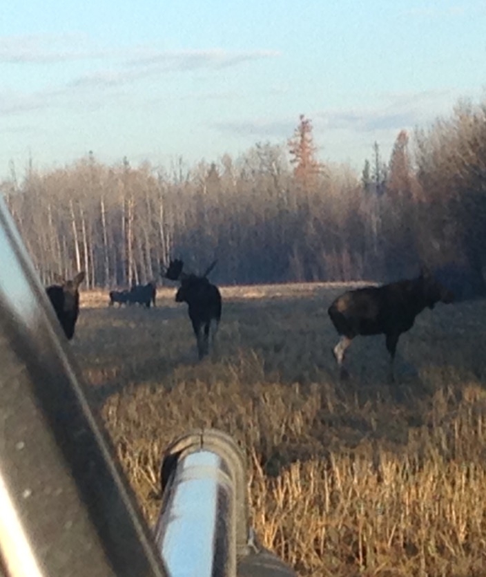 Alberta Moose Hunts | Guided Moose Hunts Canada