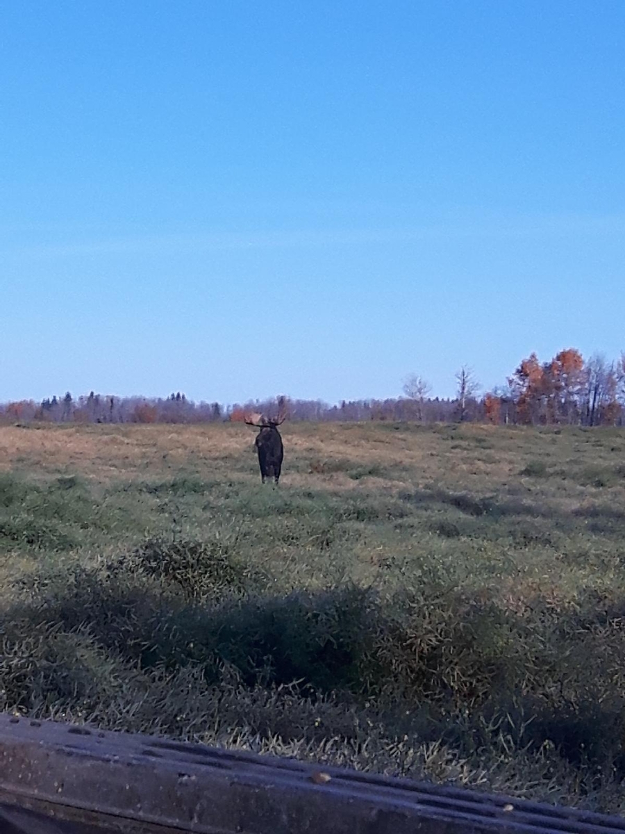 Alberta Moose Hunts | Guided Moose Hunts Canada