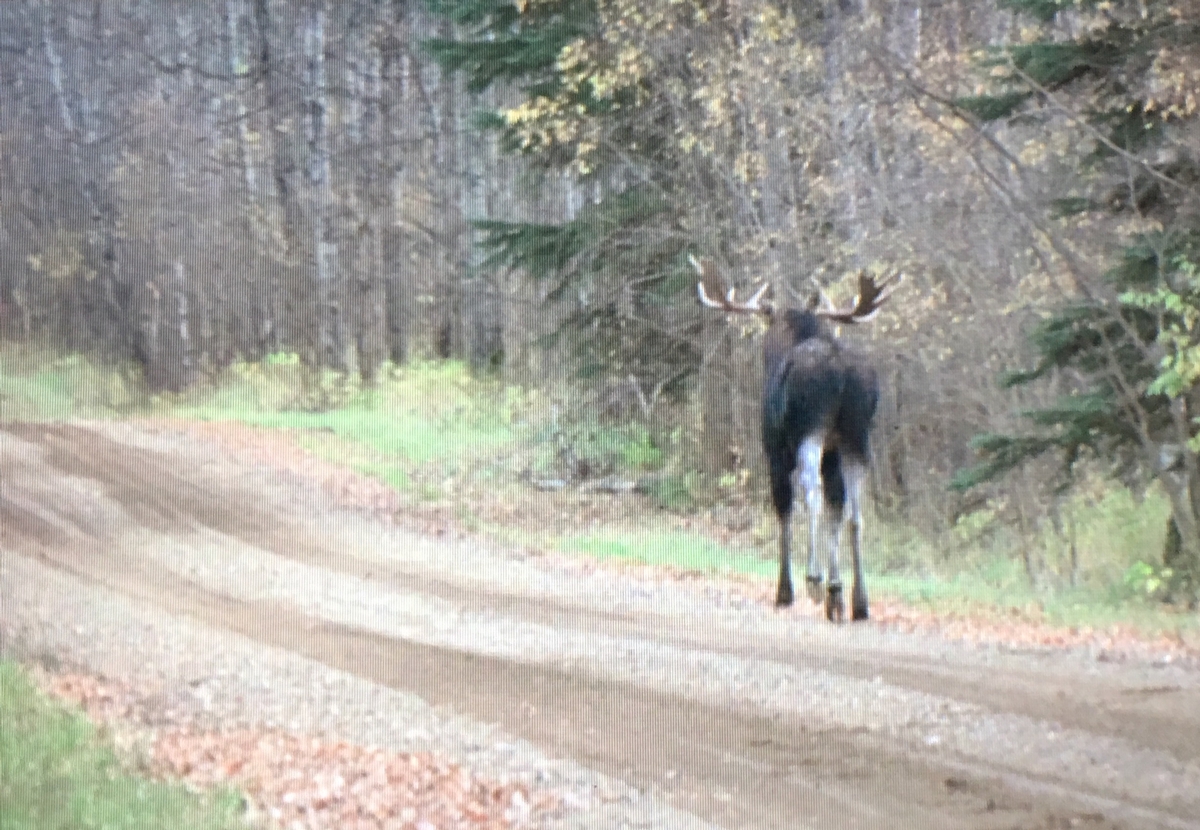 Alberta Moose Hunts | Guided Moose Hunts Canada