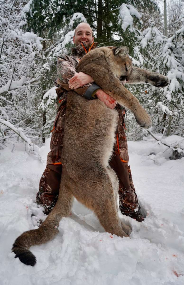 Alberta Mountain Lion Hunts - Timber King Outfitting