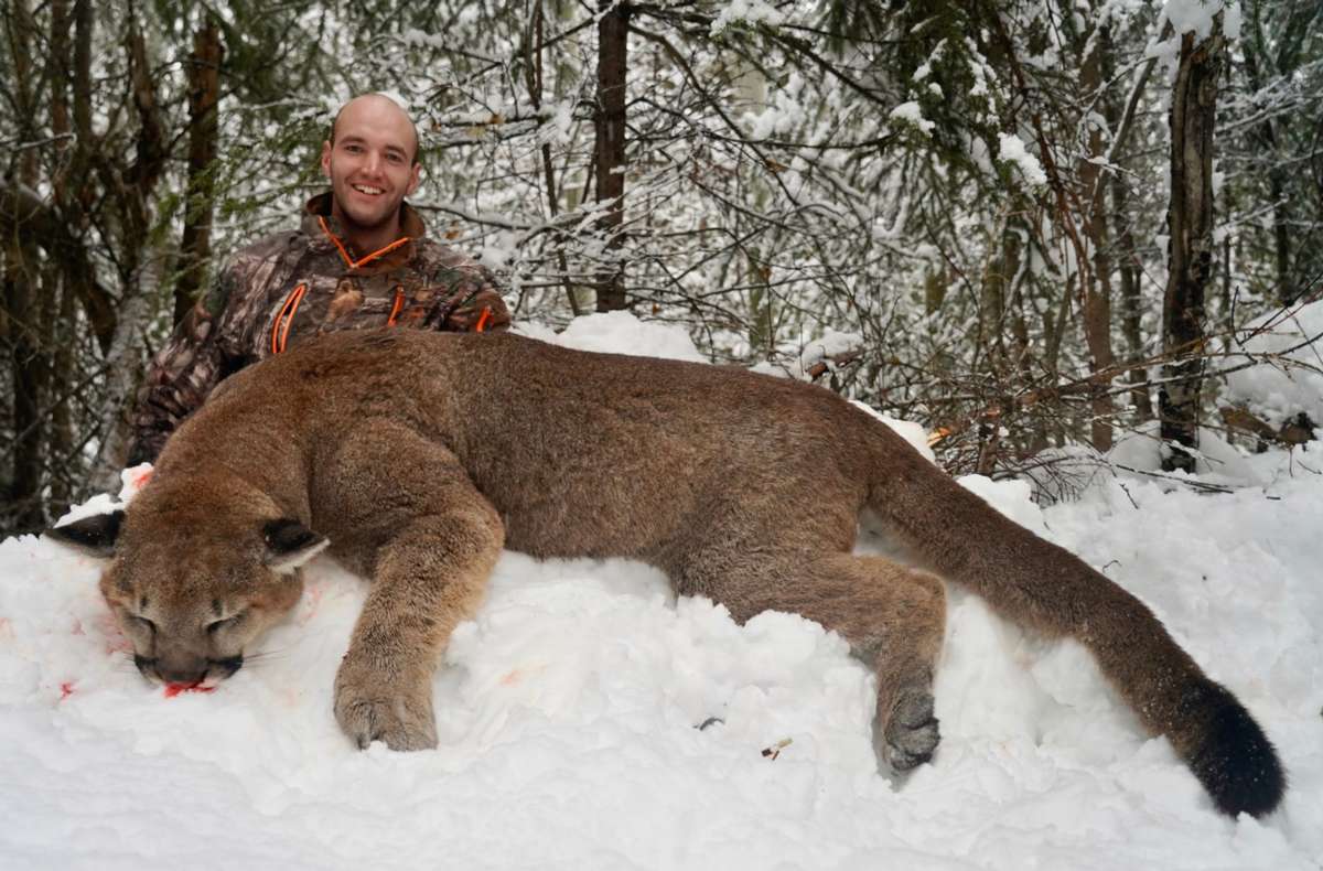 Alberta Mountain Lion Hunts - Timber King Outfitting