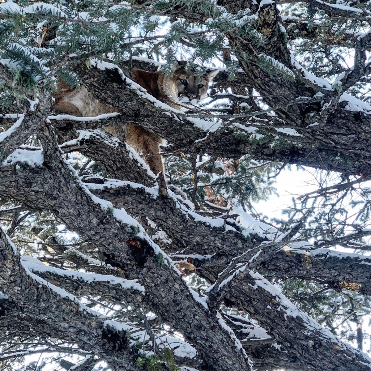 Alberta Mountain Lion Hunts - Timber King Outfitting