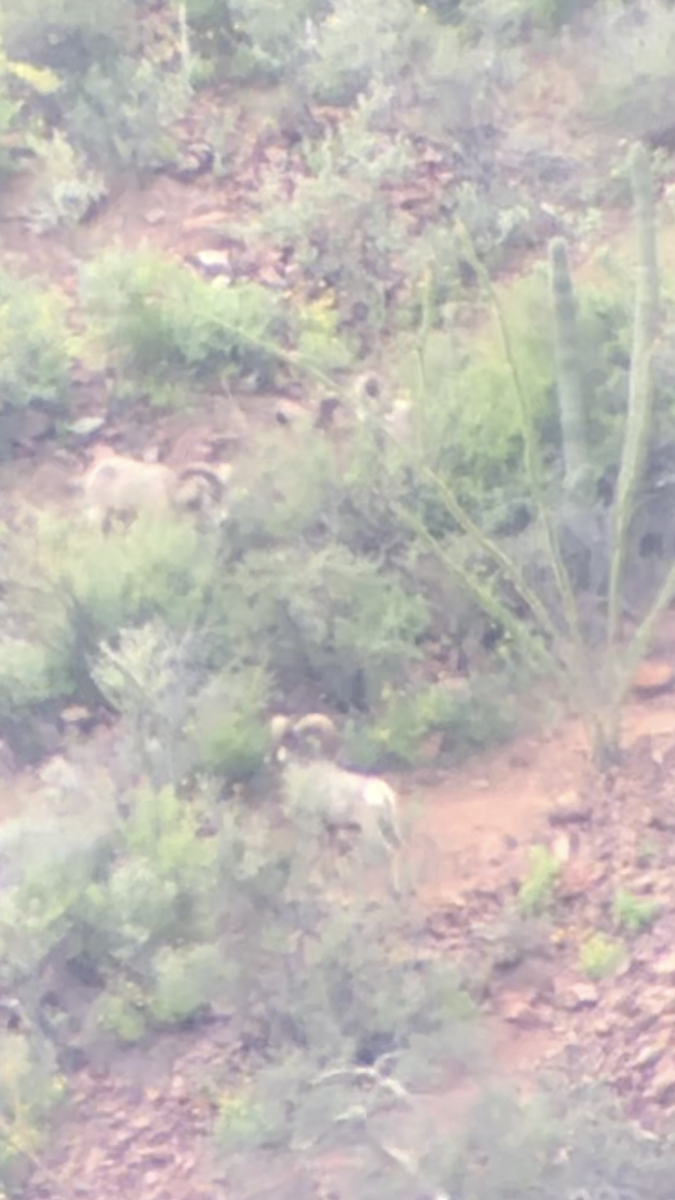 Desert Bighorn Sheep Hunts in Sonora, Mexico | Timber King Outfitting