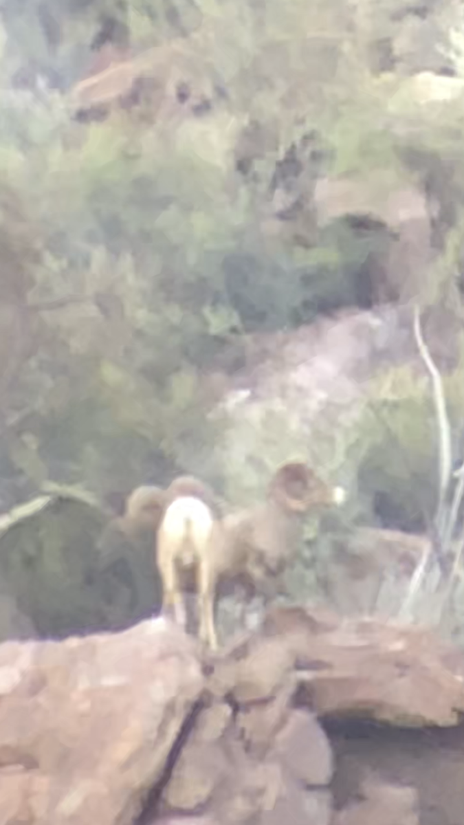 Desert Bighorn Sheep Hunts in Sonora, Mexico | Timber King Outfitting