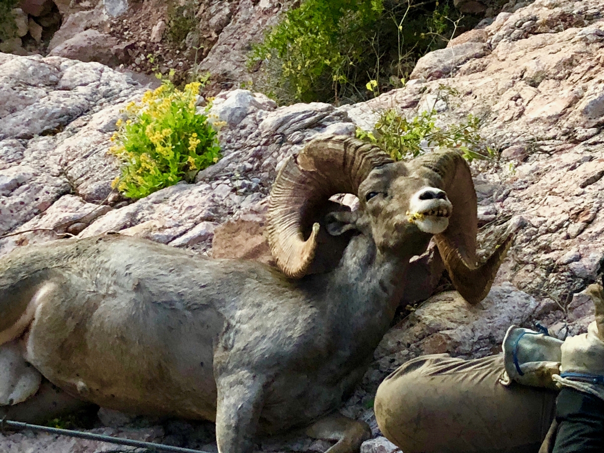 Desert Sheep Hunts Sonora, Mexico | Timber King Outfitting