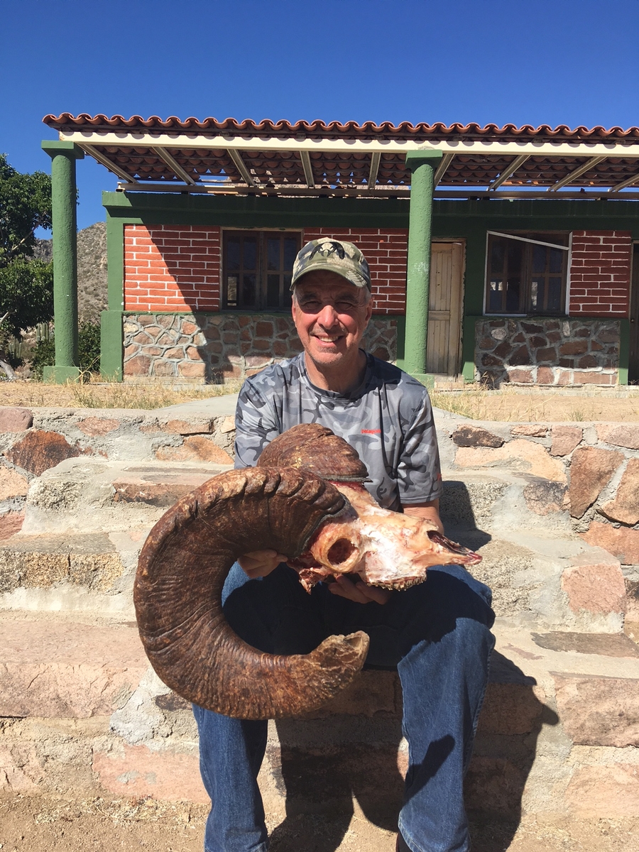 Desert Bighorn Sheep Hunts in Sonora, Mexico | Timber King Outfitting