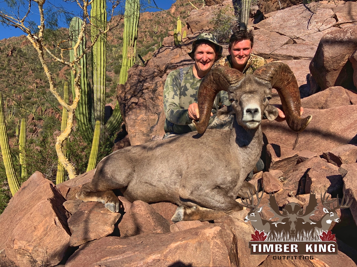 Desert Bighorn Sheep Hunts in Sonora, Mexico | Timber King Outfitting