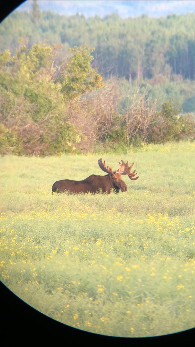 Alberta Moose Hunts | Guided Moose Hunts Canada