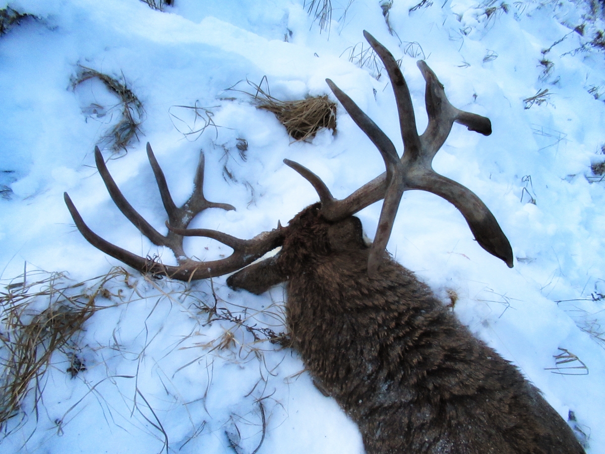 Alberta Whitetail Deer Hunts - Timber King Outfitting
