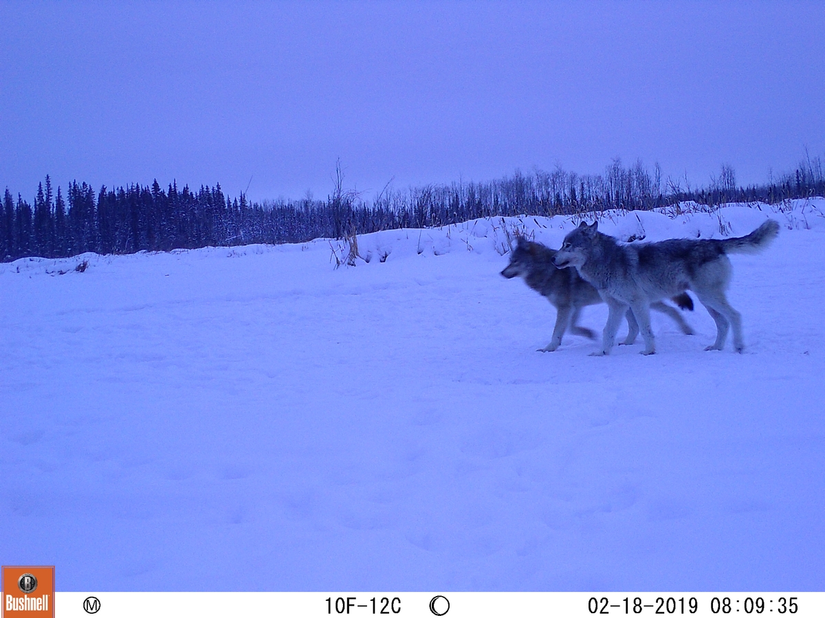 Alberta Canada Wolf Hunts - Timber King Outfitting