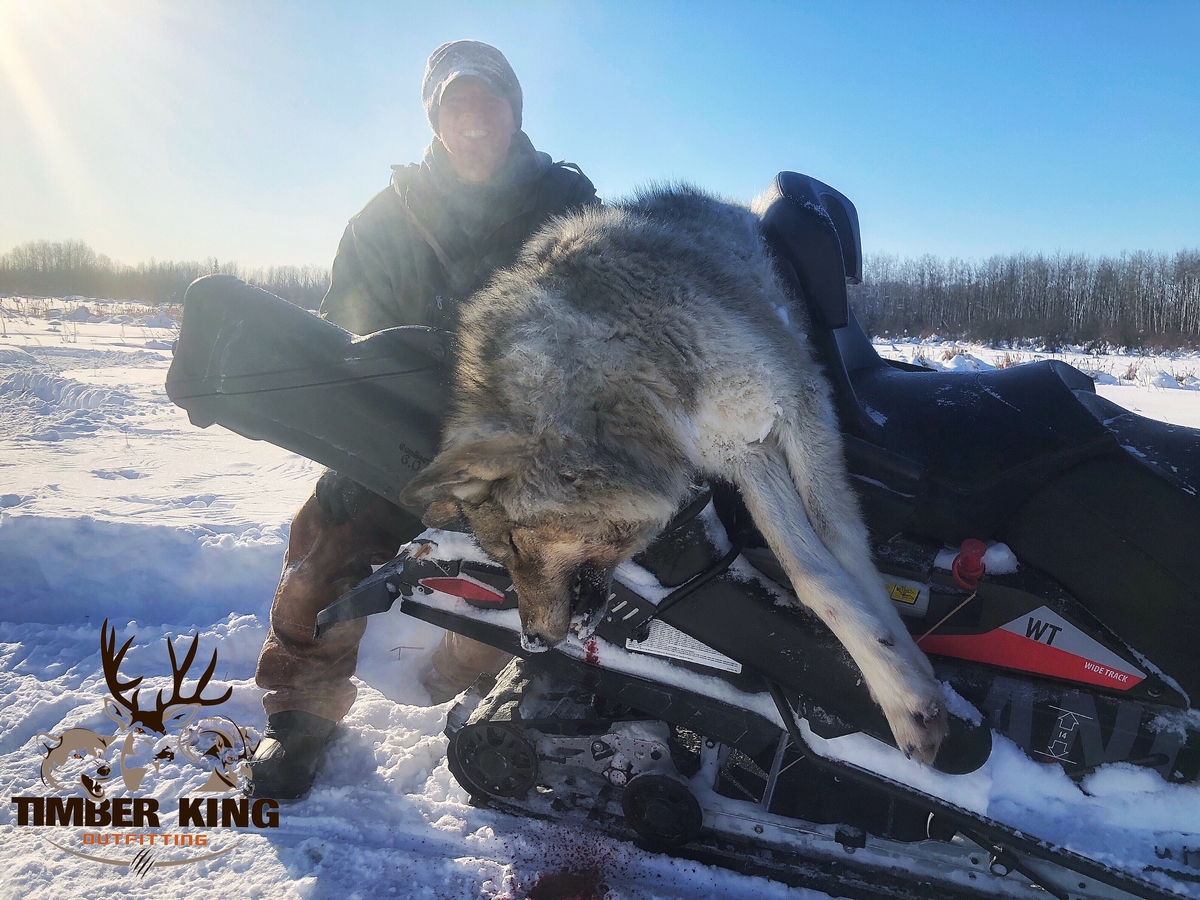 Alberta Canada Wolf Hunts - Timber King Outfitting