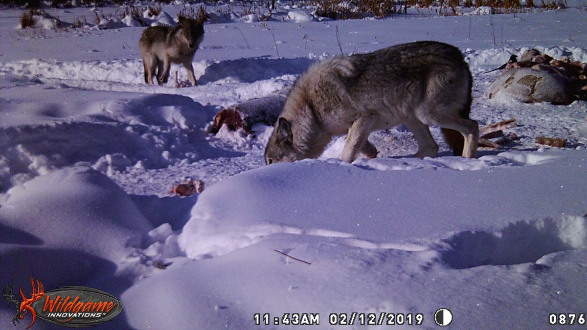 Alberta Canada Wolf Hunts - Timber King Outfitting