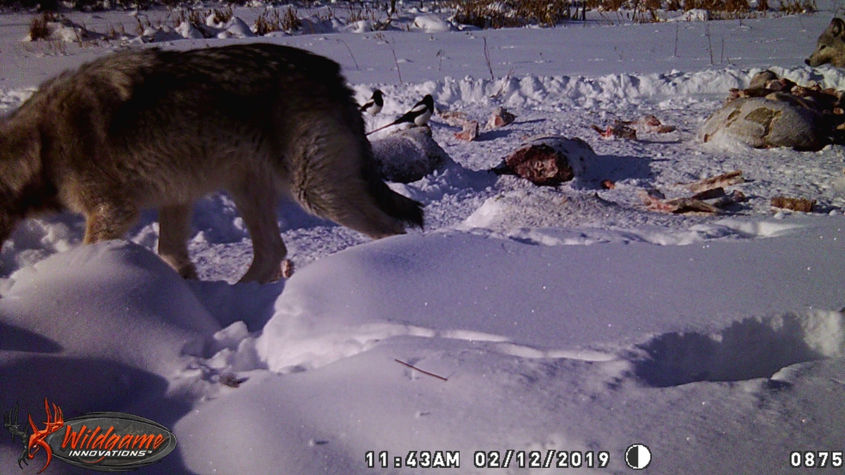 Alberta Canada Wolf Hunts - Timber King Outfitting