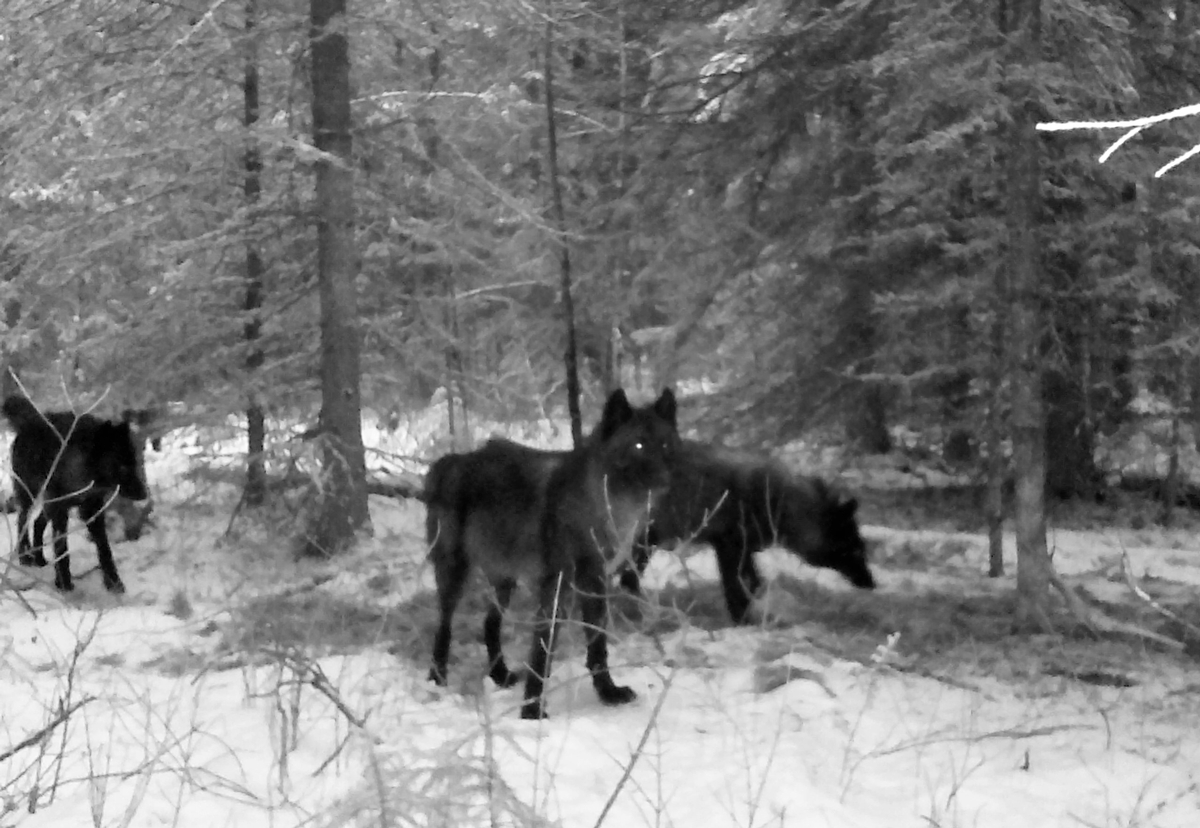 Alberta Canada Wolf Hunts - Timber King Outfitting