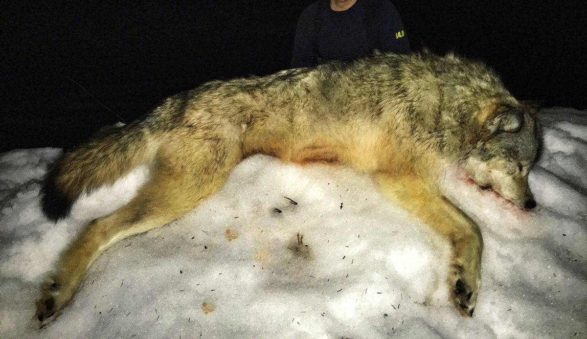 Alberta Canada Wolf Hunts - Timber King Outfitting