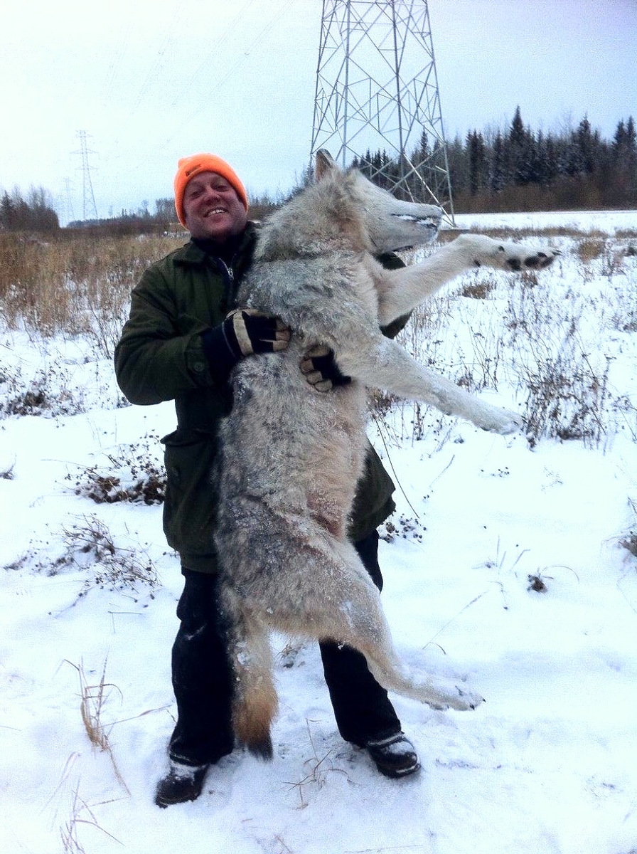 Alberta Canada Wolf Hunts - Timber King Outfitting