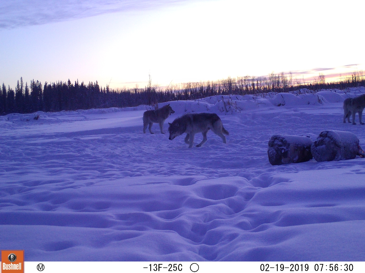 Alberta Canada Wolf Hunts - Timber King Outfitting