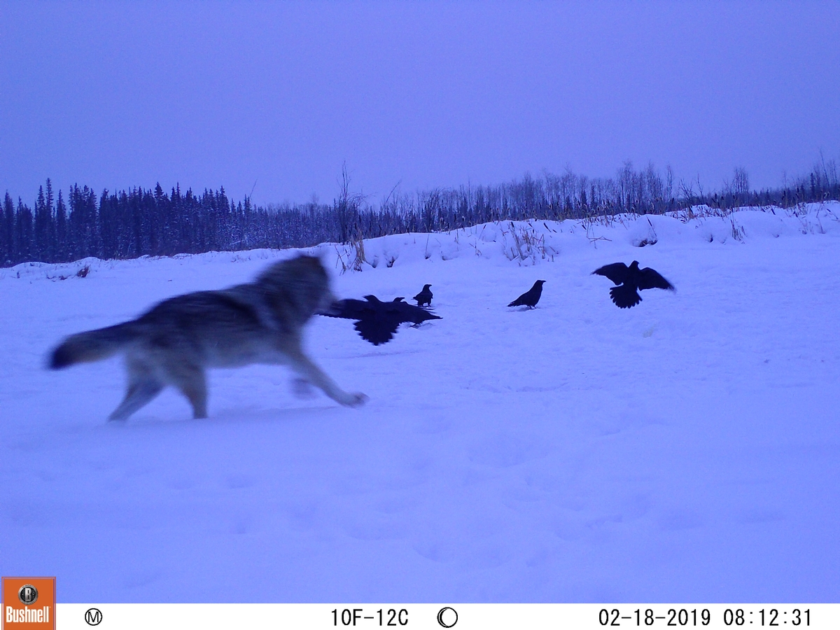 Alberta Canada Wolf Hunts - Timber King Outfitting