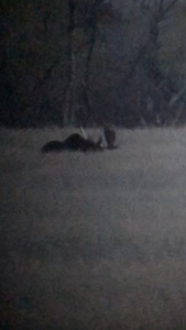 Alberta Moose Hunts | Guided Moose Hunts Canada