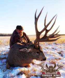 Page 2/3 - Timber King Outfitting Alberta Mule Deer Photo Gallery