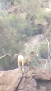 Desert Bighorn Sheep Hunts in Sonora, Mexico | Timber King Outfitting
