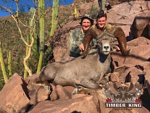 Desert Bighorn Sheep Hunts in Sonora, Mexico | Timber King Outfitting