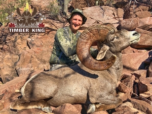 Desert Bighorn Sheep Hunts in Sonora, Mexico | Timber King Outfitting