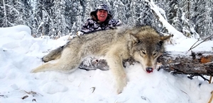 Alberta Canada Wolf Hunts - Timber King Outfitting
