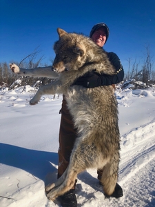 Alberta Canada Wolf Hunts - Timber King Outfitting