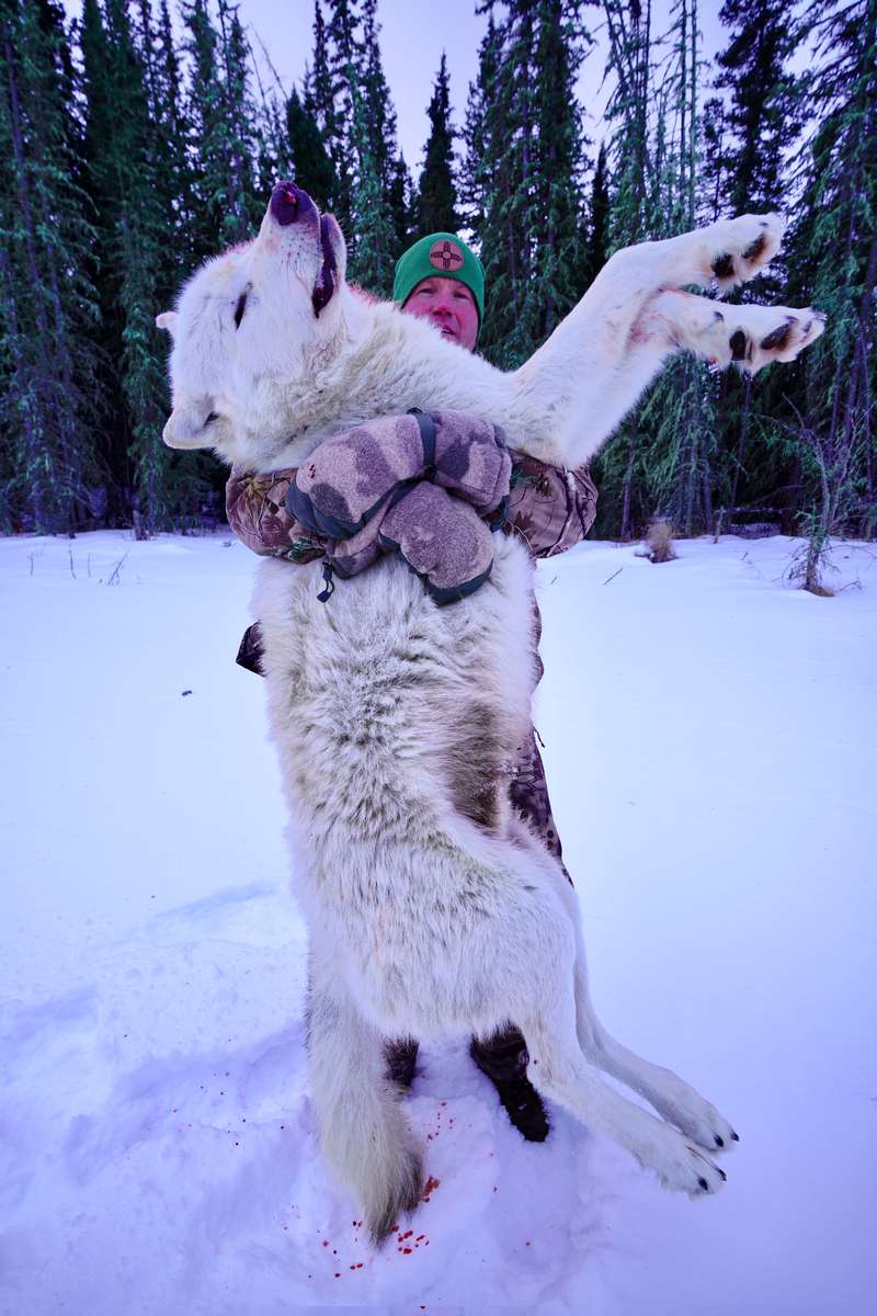 Alberta Canada Wolf Hunts - Timber King Outfitting