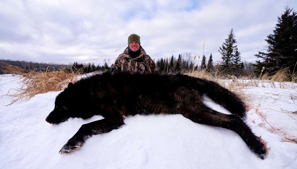 Alberta Canada Wolf Hunts - Timber King Outfitting