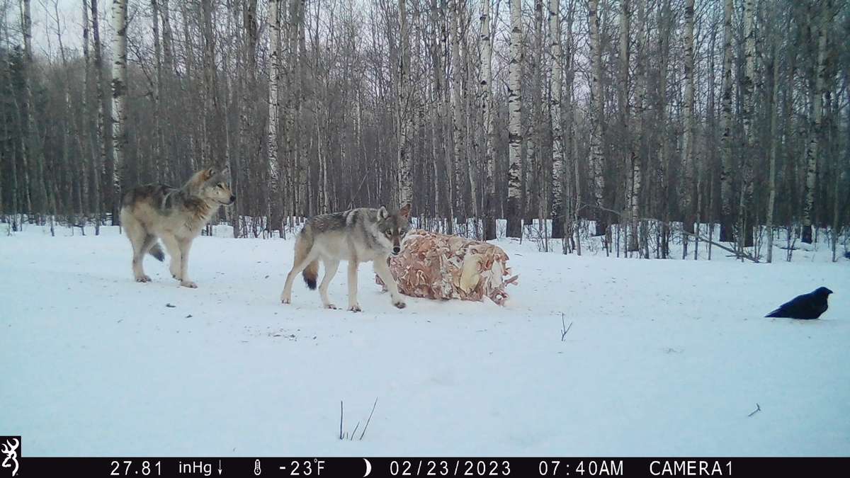 Alberta Canada Wolf Hunts - Timber King Outfitting