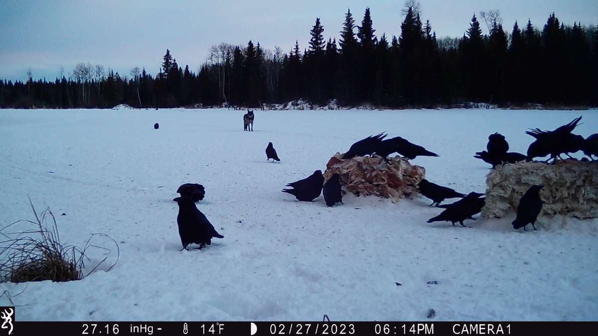 Alberta Canada Wolf Hunts - Timber King Outfitting