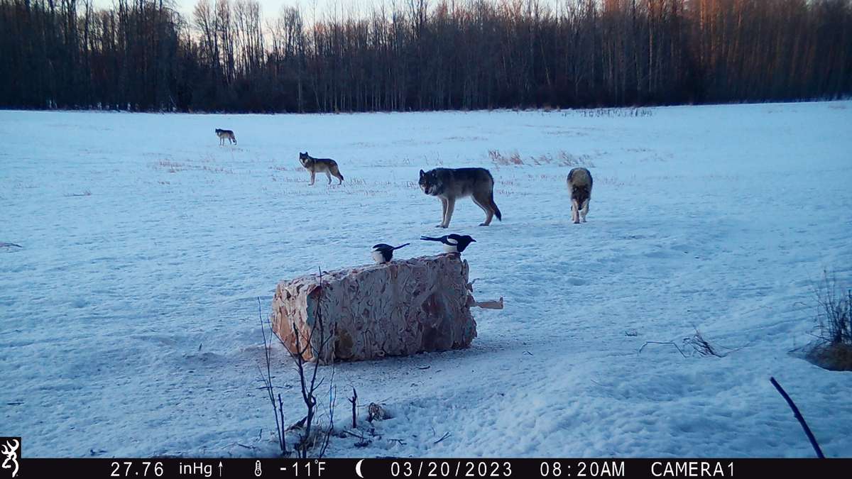 Alberta Canada Wolf Hunts - Timber King Outfitting